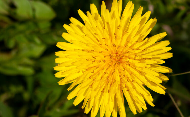 Bunga Khas Indonesia ini Ternyata Punya Khasiat untuk Kesehatan dan ...