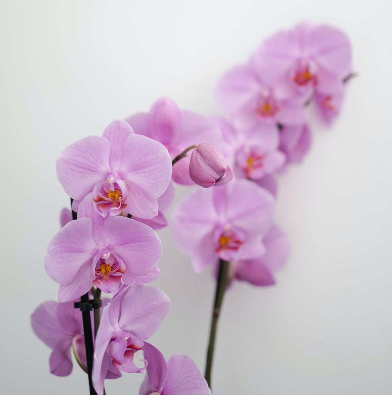 Bunga Khas Indonesia ini Ternyata Punya Khasiat untuk Kesehatan dan ...