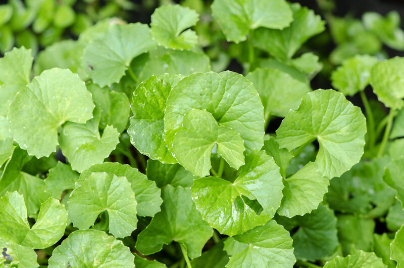 Diandalkan Sebagai Skin Care Alami, ini Manfaat Daun Pegagan untuk ...