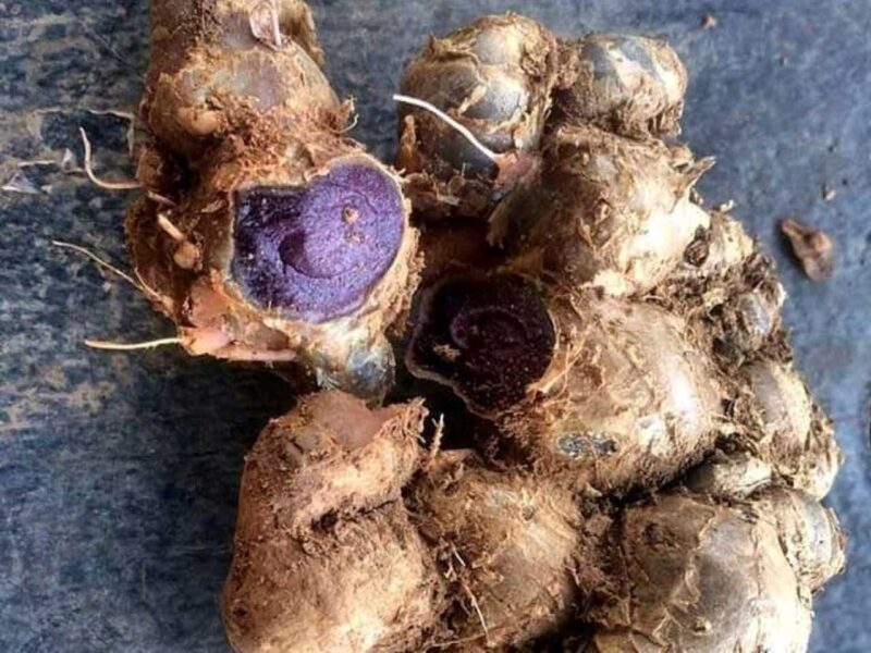 Kunyit Hitam, Tanaman Langka yang Punya Segudang Manfaat Buat Kesehatan ...